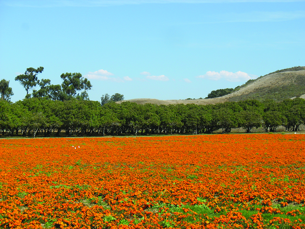 The Land Trust for Santa Barbara County – Preserving Nearly 24,000 ...