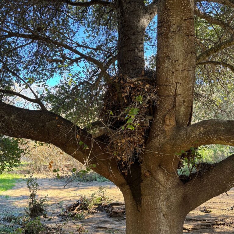 Arroyo Hondo Preserve - Storm Recovery Updates - The Land Trust for ...